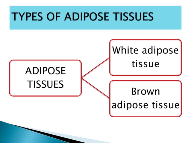 tissue and it's types | PPTX | Biological Sciences | Science