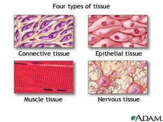 tissue and it's types | PPTX