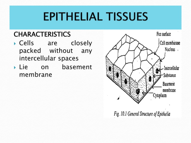 tissue and it's types | PPTX | Biological Sciences | Science