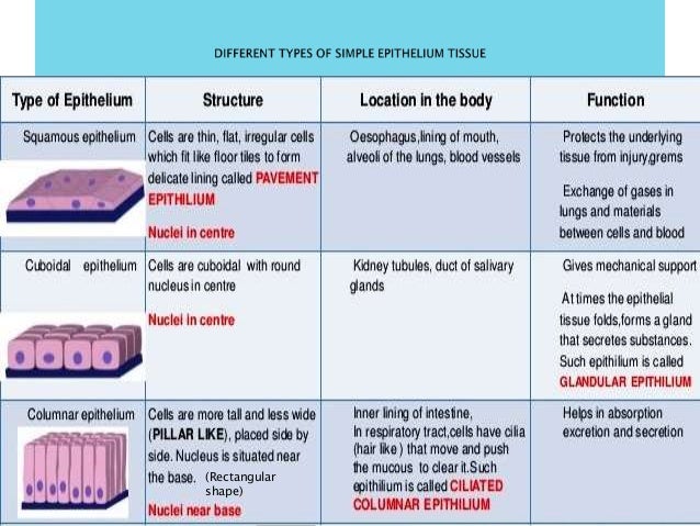 tissue and it's types