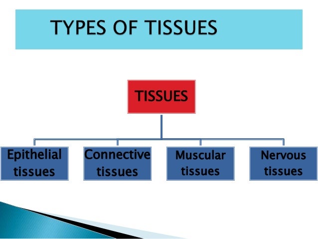 tissue and it's types