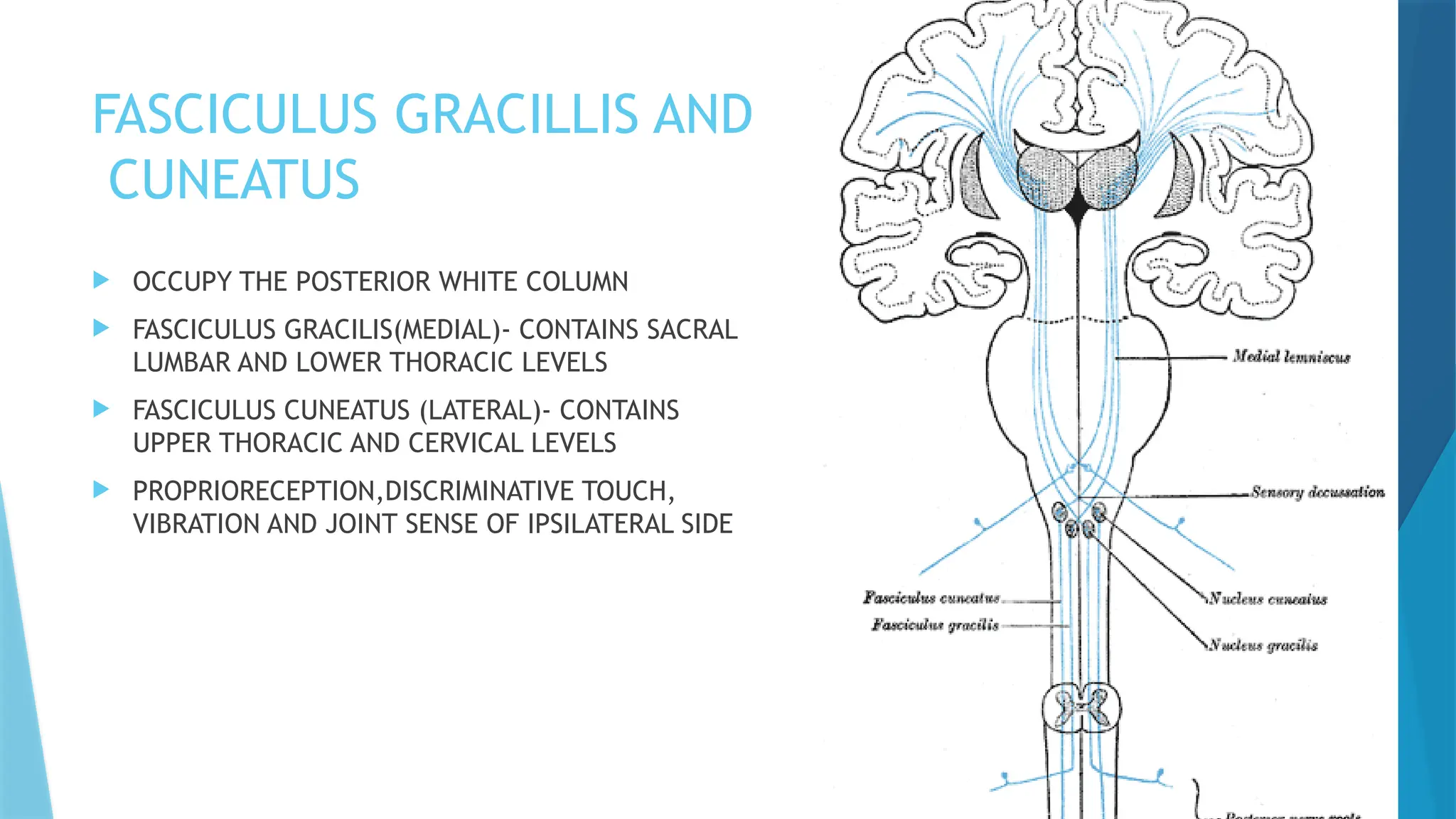 new TRACTS OF SPINAL CORD copy copy.pptx