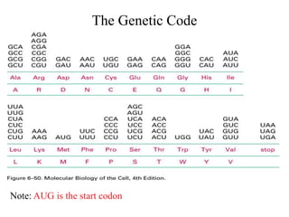 Protein synthesis | PPTX