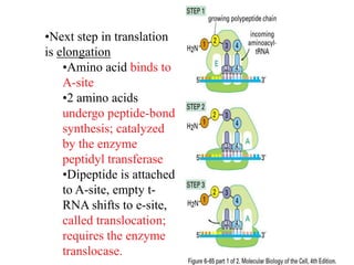 Protein synthesis | PPTX