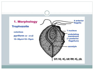 trichomoniasis | PPTX