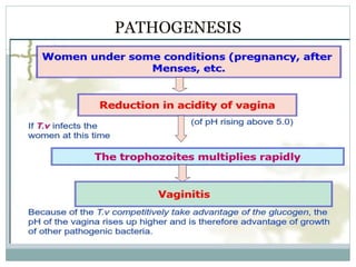 trichomoniasis | PPTX