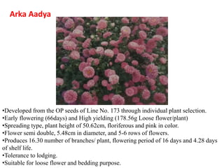 New varieties of flower crops_111400.pptx