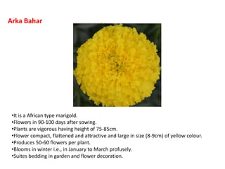 New varieties of flower crops_111400.pptx