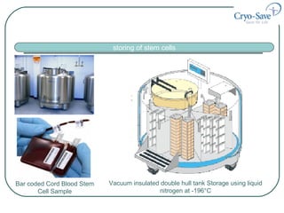 stem cells | PPT