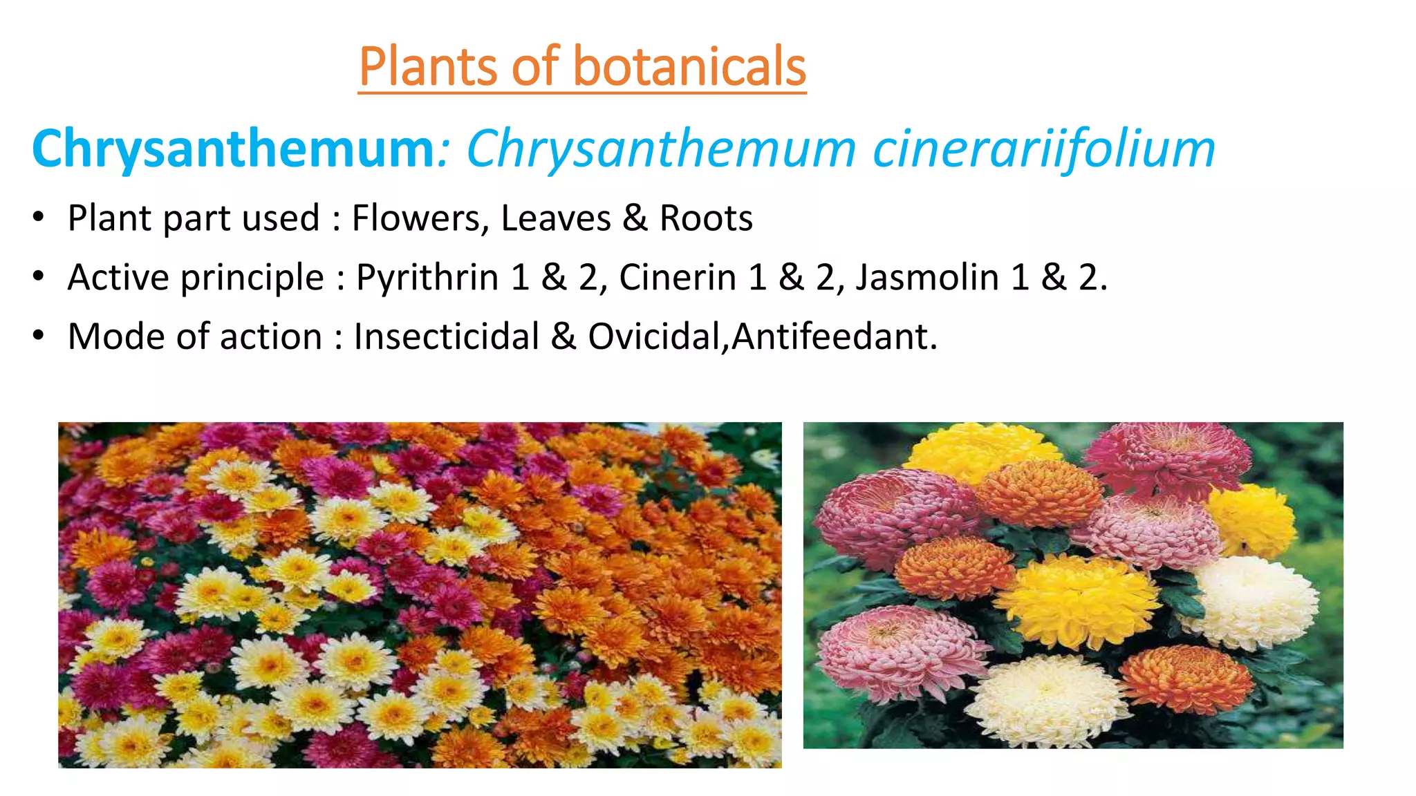 Plant based insecticides in pest management (Botanicals) | PPTX