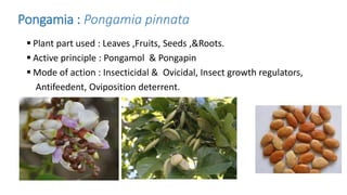 Plant based insecticides in pest management (Botanicals) | PPTX