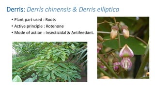 Plant based insecticides in pest management (Botanicals) | PPTX