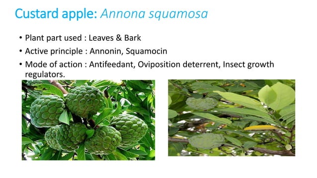 Plant based insecticides in pest management (Botanicals) | PPTX