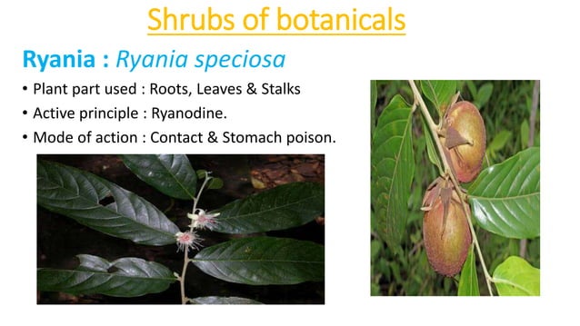 Plant based insecticides in pest management (Botanicals) | PPTX