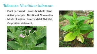 Plant based insecticides in pest management (Botanicals) | PPTX