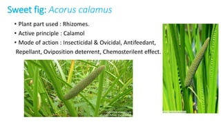 Plant based insecticides in pest management (Botanicals) | PPTX