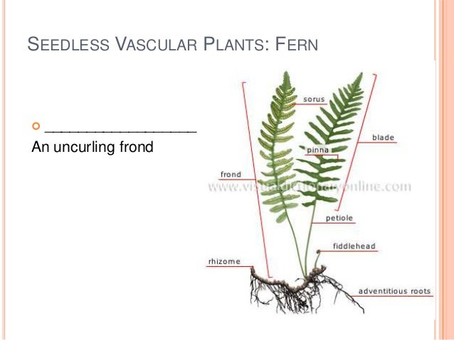 Plants: Presentation Two for Spaced Learning