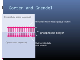 Ultrastructure And chemical compositon of Plasma Membrane/Cell Membrane ...