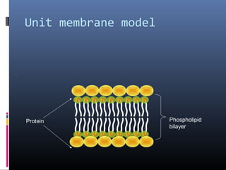 Ultrastructure And chemical compositon of Plasma Membrane/Cell Membrane ...