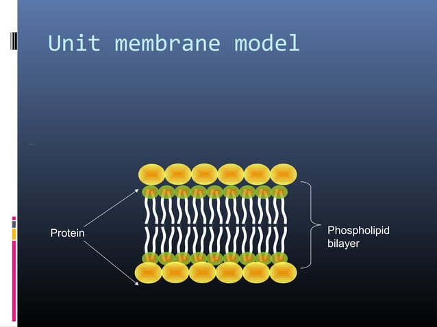Ultrastructure And chemical compositon of Plasma Membrane/Cell Membrane ...