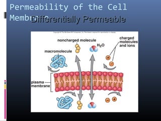 Ultrastructure And chemical compositon of Plasma Membrane/Cell Membrane ...