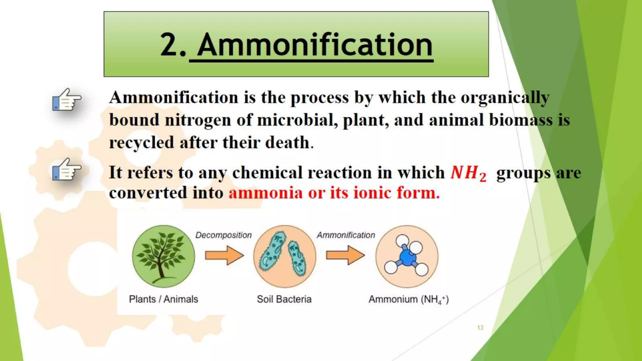 Nitrogen cycle and Ammonification | PPTX
