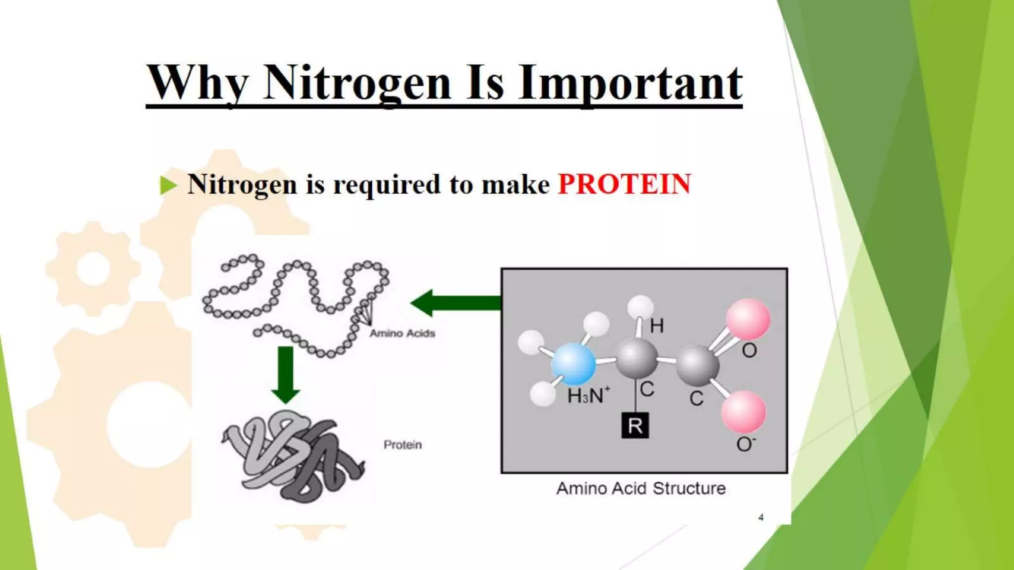 Nitrogen cycle and Ammonification | PPTX