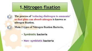 Nitrogen cycle and Ammonification | PPTX