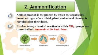 Nitrogen cycle and Ammonification | PPTX