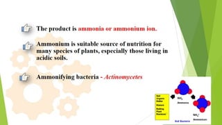 Nitrogen cycle and Ammonification | PPT