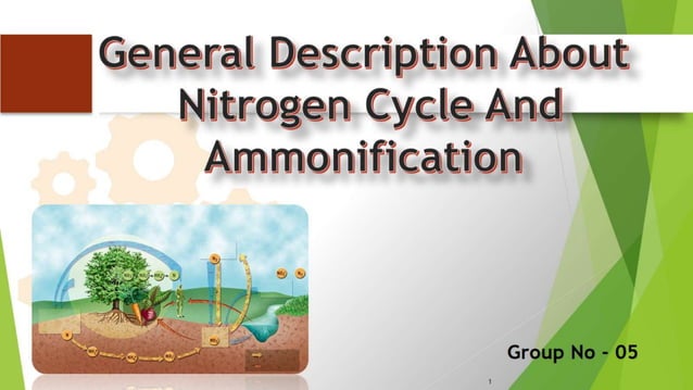 Ammonification Nitrogen Cycle