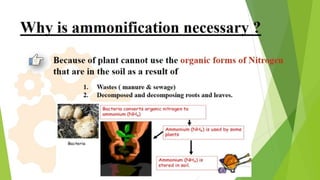 Ammonification