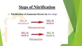 Ammonification Nitrogen Cycle