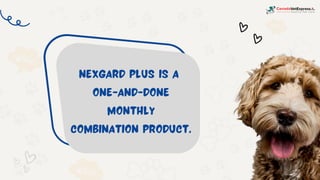 Buy Nexgard Plus for Dogs Online | Trusted Flea and Tick Treatment | PPT