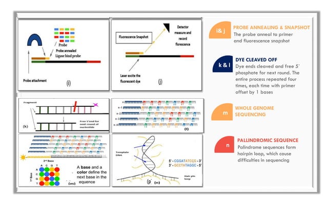 Next generation-sequencing.ppt-converted | PDF | Chemistry | Science