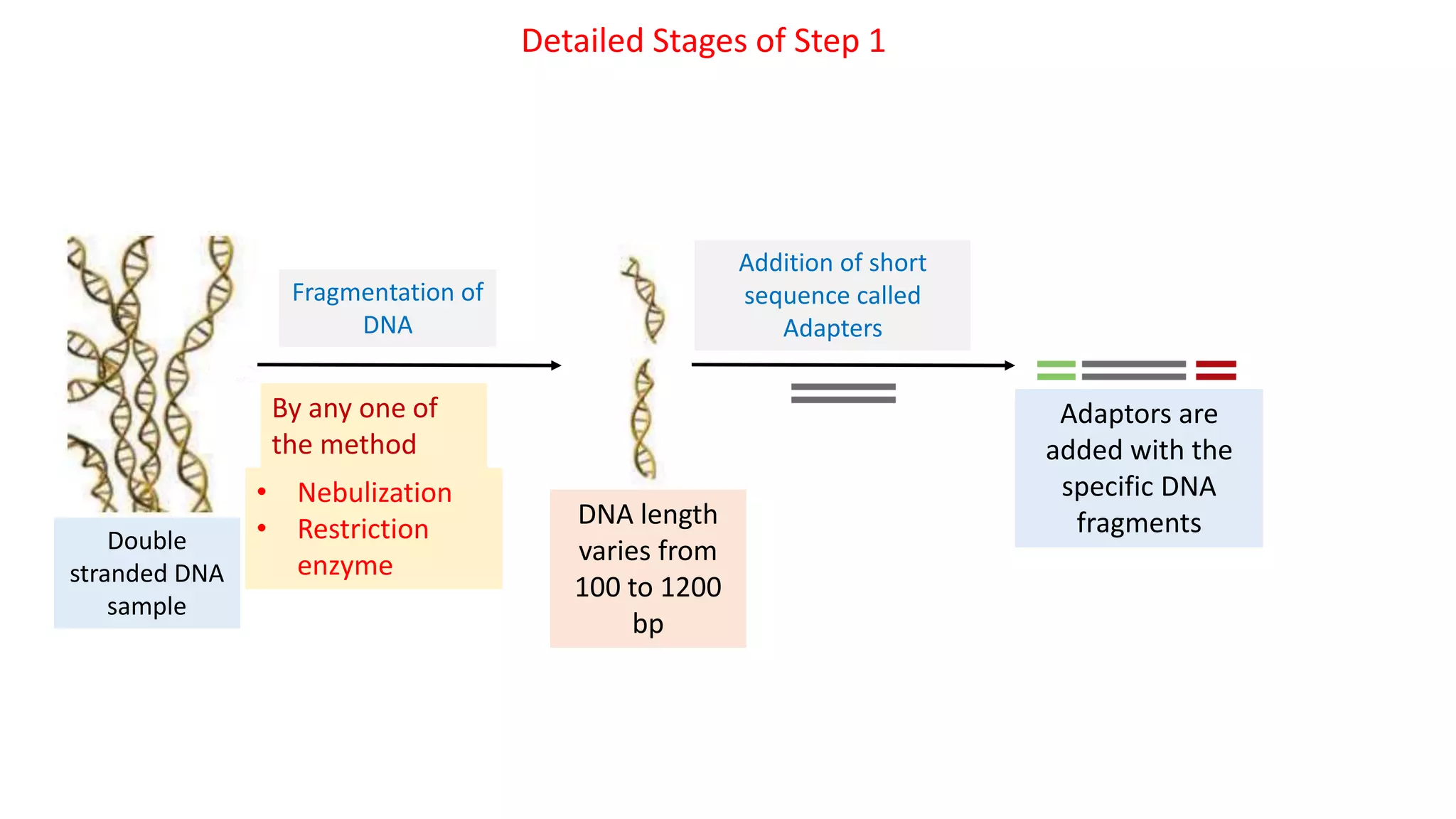 Roche Pyrosequencing 454 ; Next generation DNA Sequencing | PPTX ...