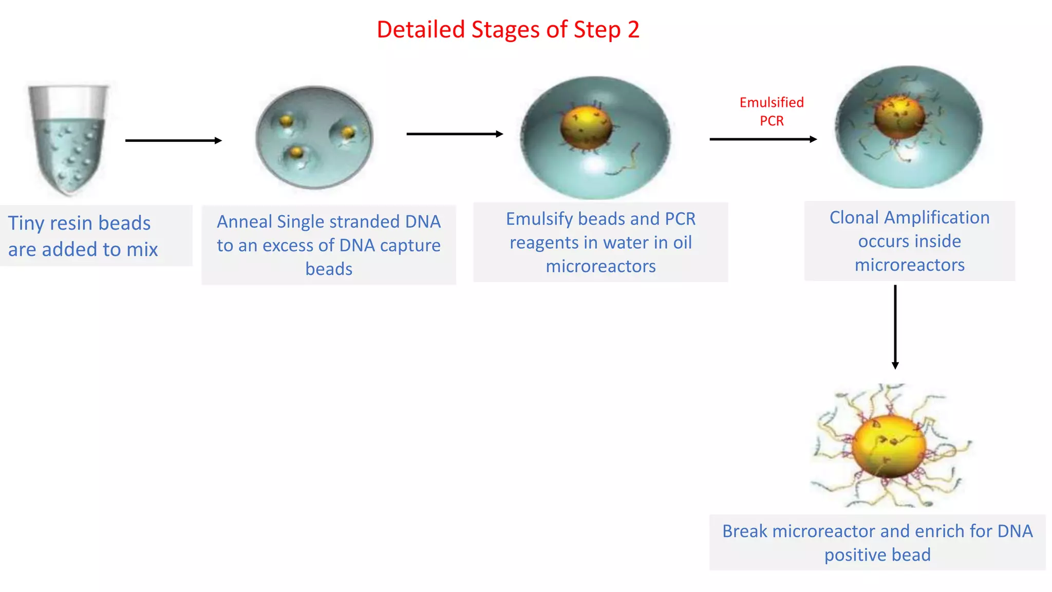 Roche Pyrosequencing 454 ; Next generation DNA Sequencing | PPTX