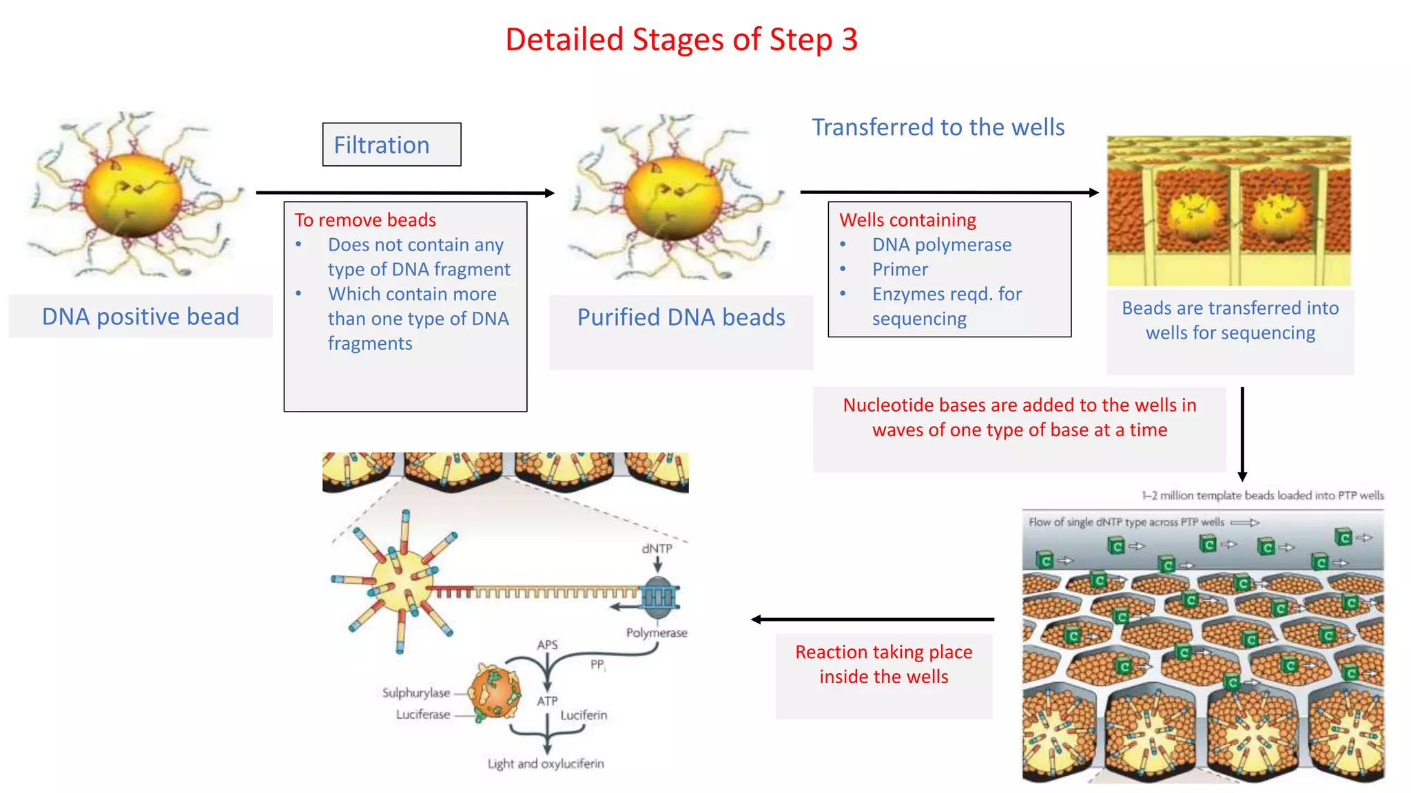Roche Pyrosequencing 454 ; Next generation DNA Sequencing | PPTX