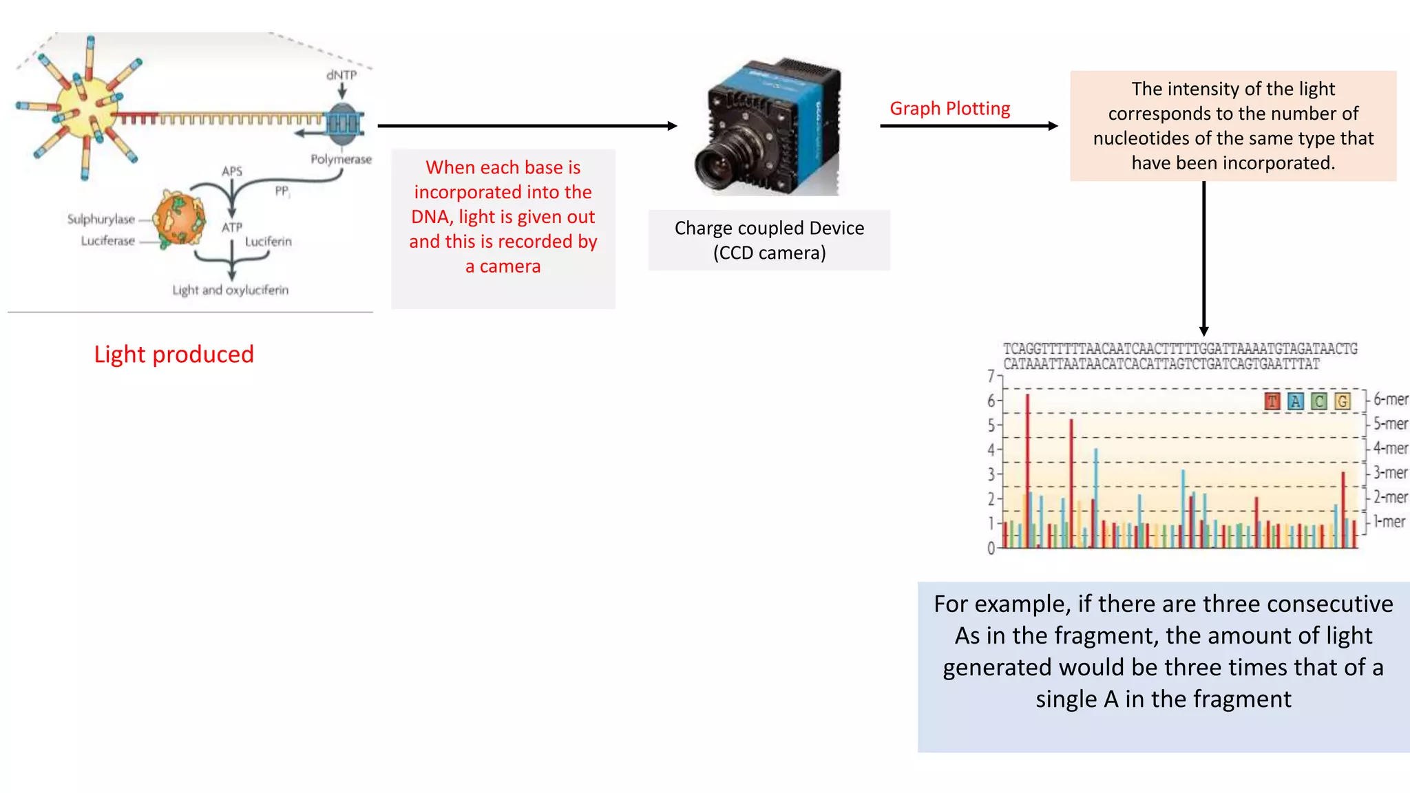 Roche Pyrosequencing 454 ; Next generation DNA Sequencing | PPTX