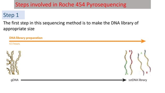 Roche Pyrosequencing 454 ; Next generation DNA Sequencing | PPTX ...