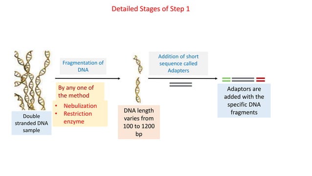 Roche Pyrosequencing 454 ; Next generation DNA Sequencing | PPTX ...
