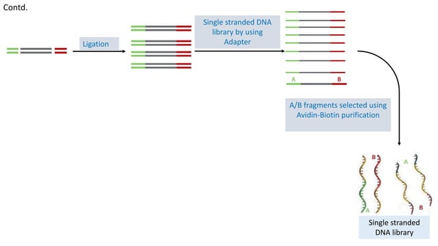 Roche Pyrosequencing 454 ; Next generation DNA Sequencing | PPTX ...
