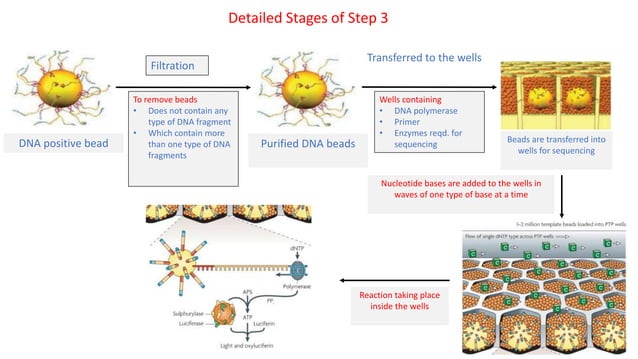 Roche Pyrosequencing 454 ; Next generation DNA Sequencing | PPTX ...
