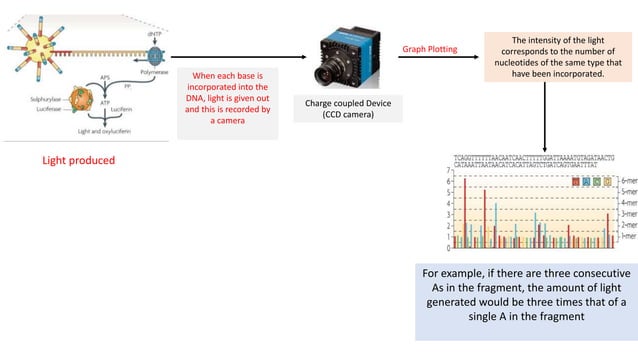 Roche Pyrosequencing 454 ; Next generation DNA Sequencing | PPTX ...