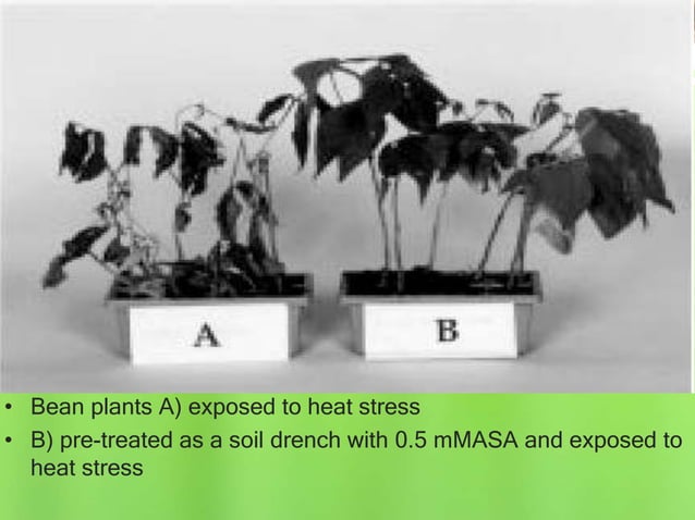 Next generation plant growth regulators in horticulture production | PPTX