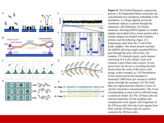Next generation sequences | PPT | Free Download