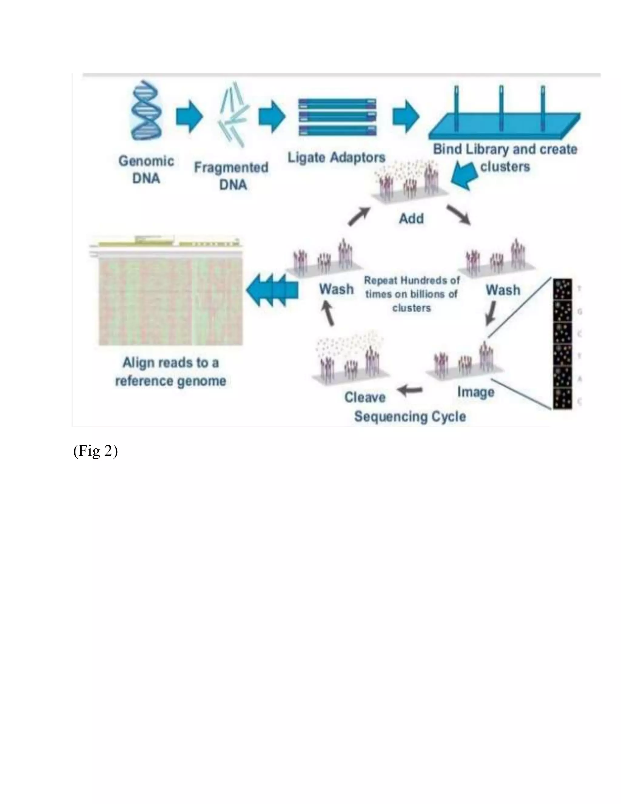 Next Generation Sequencing Docx Chemistry Science