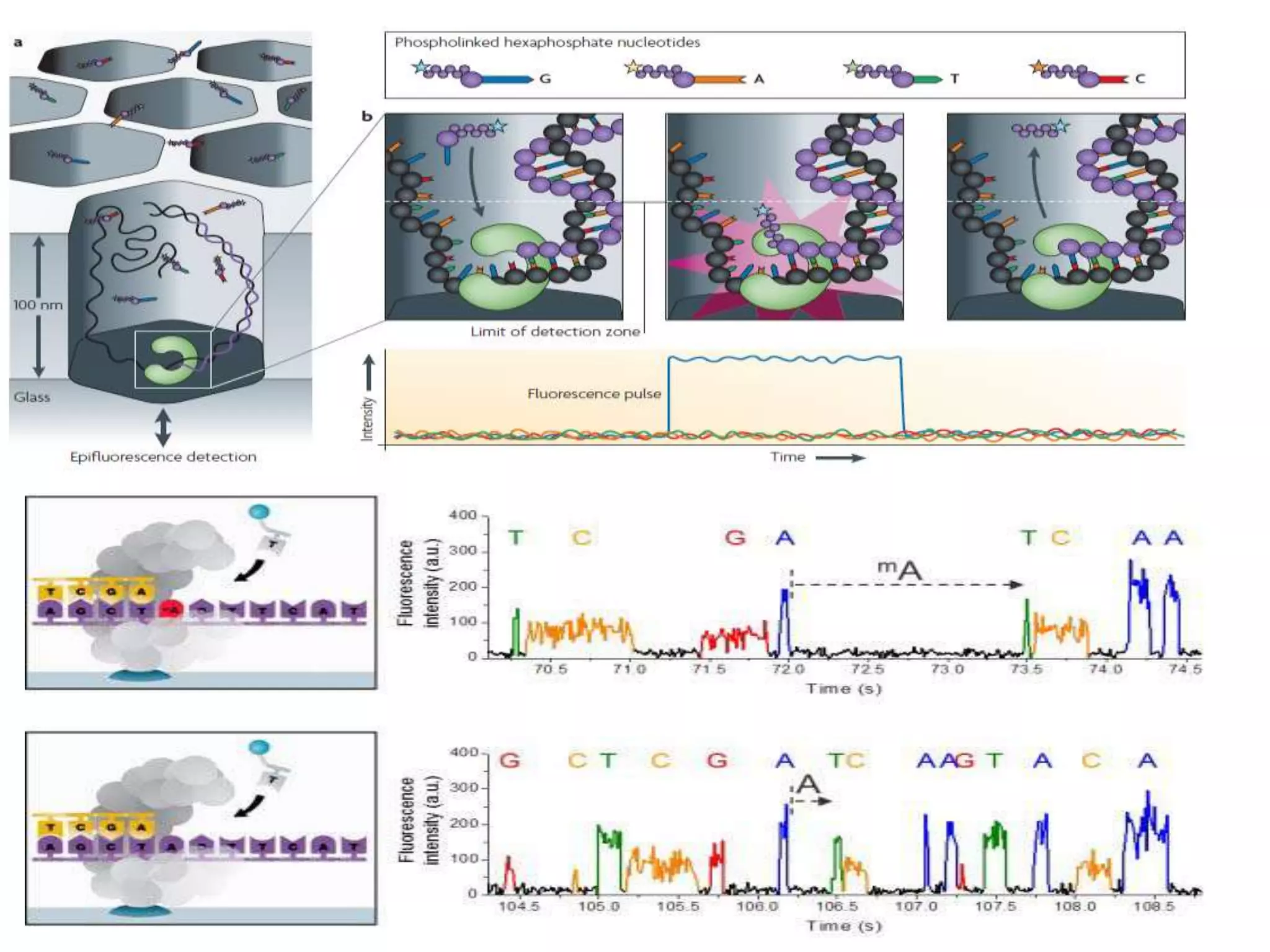 Next generation sequencing methods | PPTX | Chemistry | Science