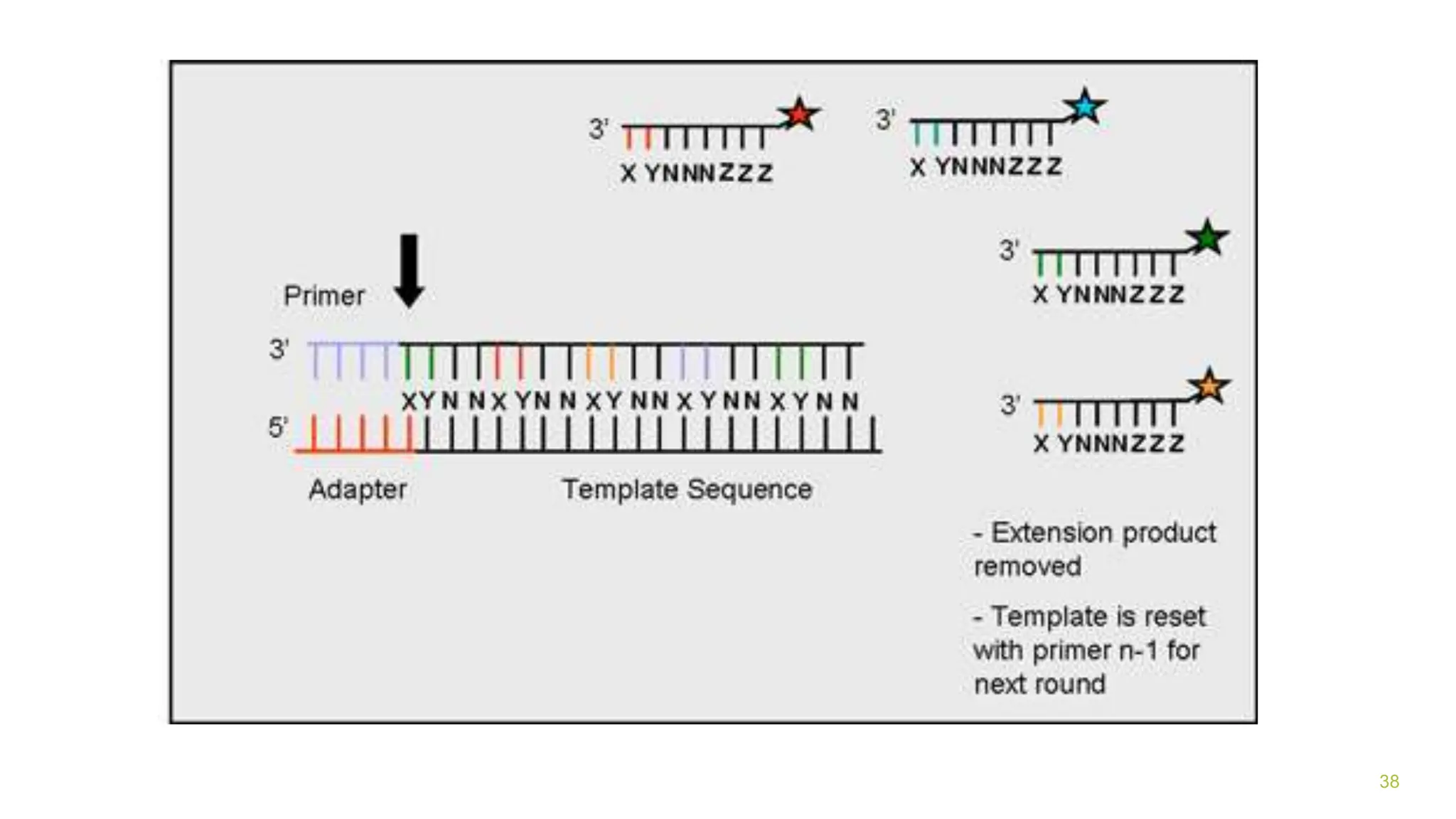 next generation sequencing strategies..pptx