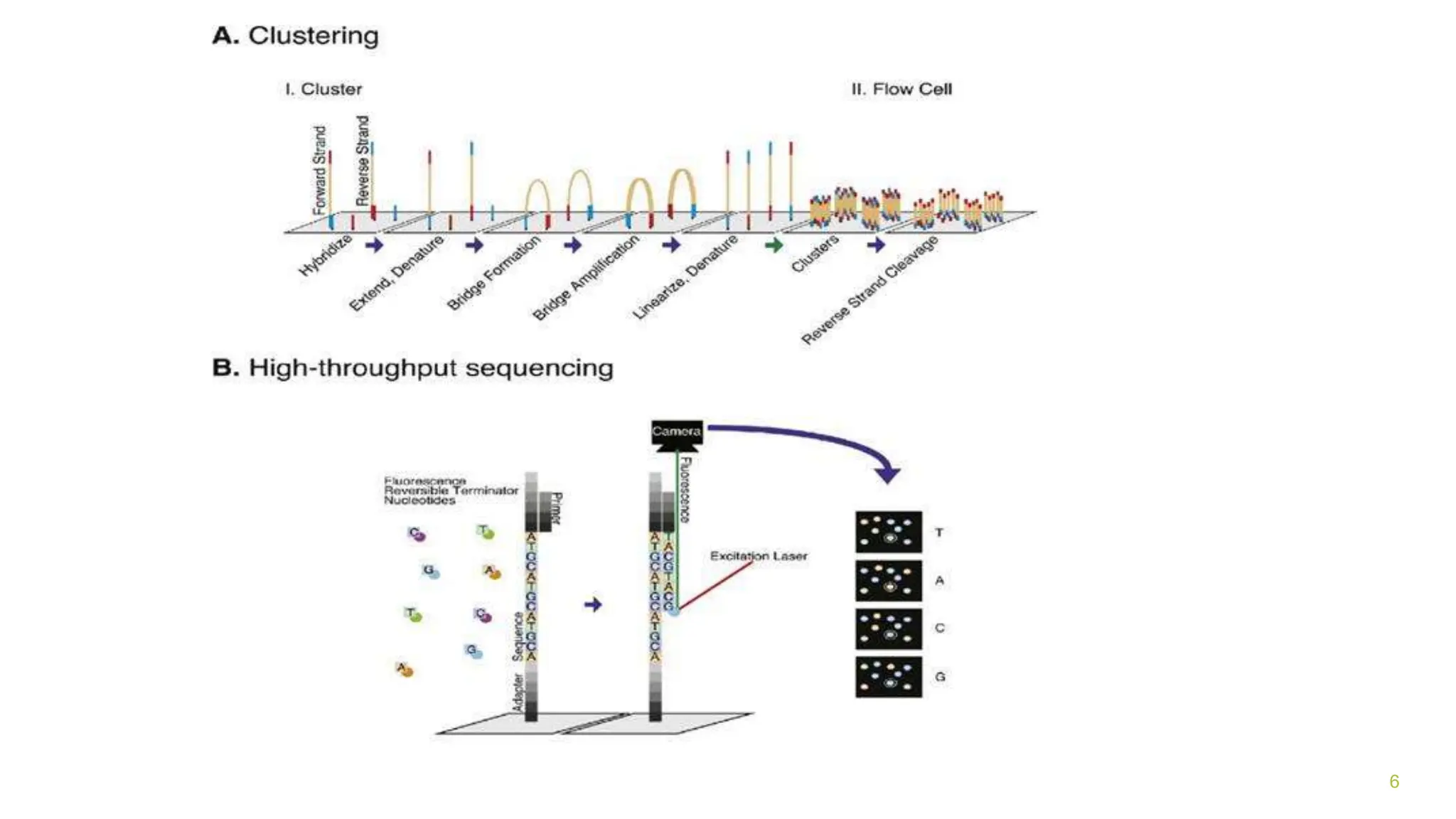 Next Generation Sequencing Strategies Pptx